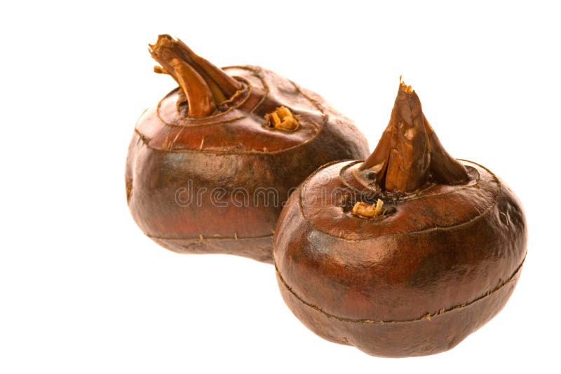 Water Chestnuts stock photo. Image of natural, nuts, chest - 5907588