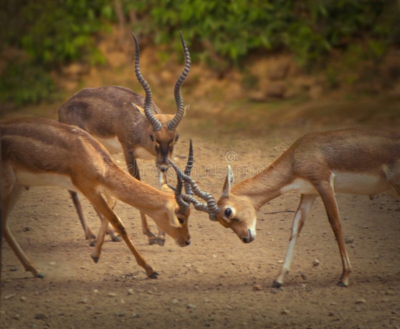 303 Chinkara Stock Photos - Free & Royalty-Free Stock Photos from ...