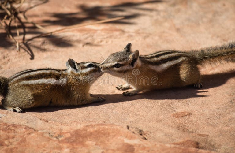 2,639 Chipmunks Stock Photos - Free & Royalty-Free Stock Photos from ...