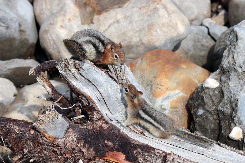2,337 Chipmunks Stock Photos - Free & Royalty-Free Stock Photos from ...