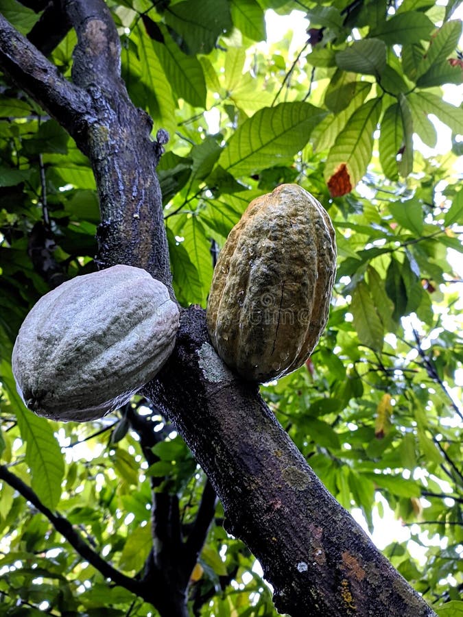 Two Chocolates that Hang on the Tree Stock Image - Image of chocolates ...