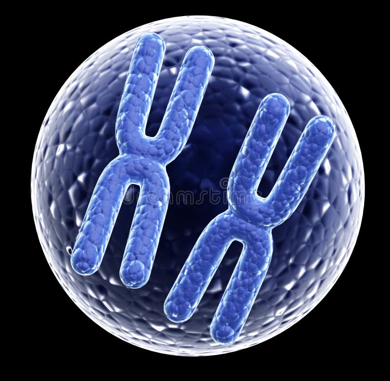 Two X chromosome in cell stock illustration. Illustration of healthcare ...