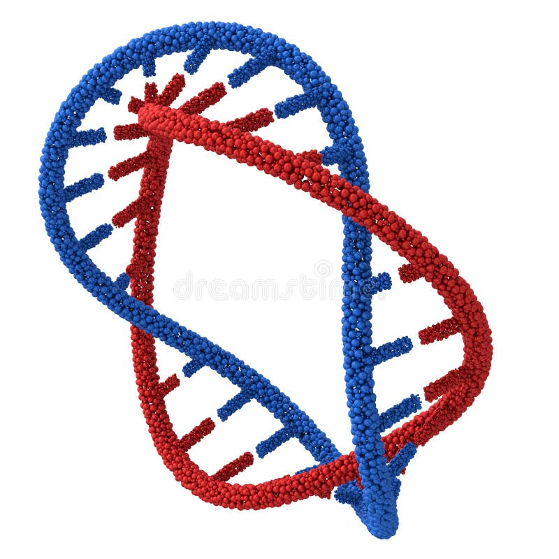 Two Chromosome DNA Molecules Twisted into a Spiral Stock Illustration ...