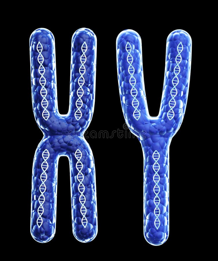 Chromosome Y Stock Illustrations – 202 Chromosome Y Stock Illustrations ...