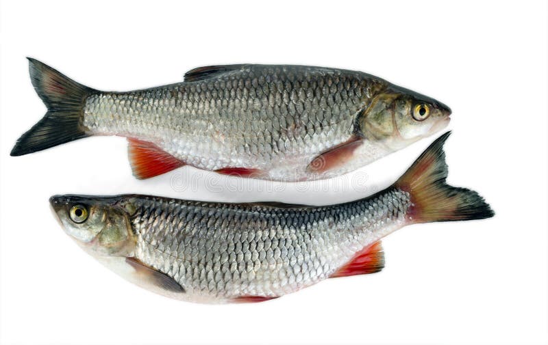 Chub, the Freshwater Fish in Detail Stock Image - Image of detail ...