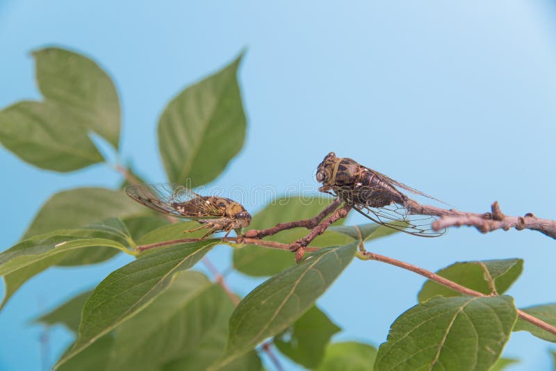 Two Cicadas on a Leafy Branch Stock Photo - Image of body, cicada: 76084242