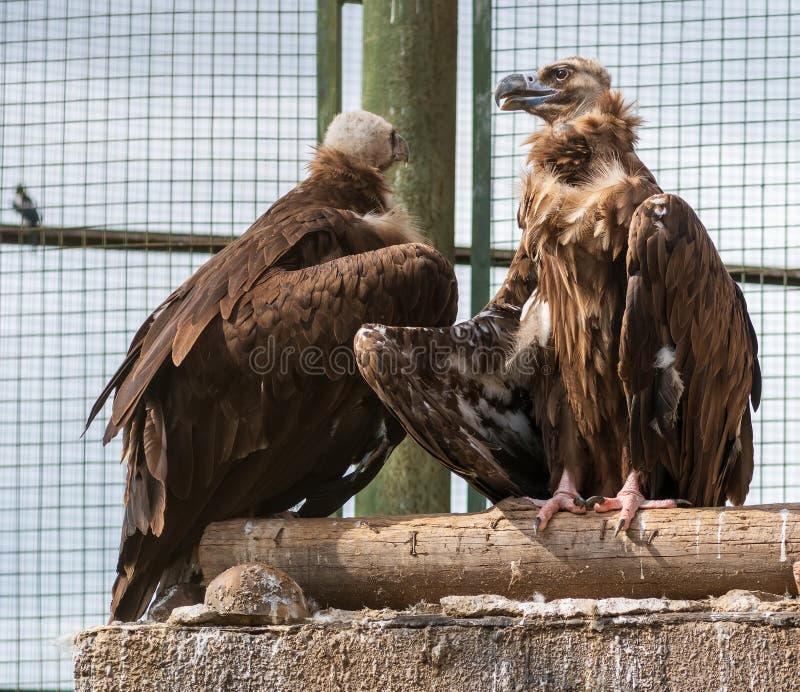 Two Cinereous Vulture Basking in the Sun Stock Photo - Image of ...