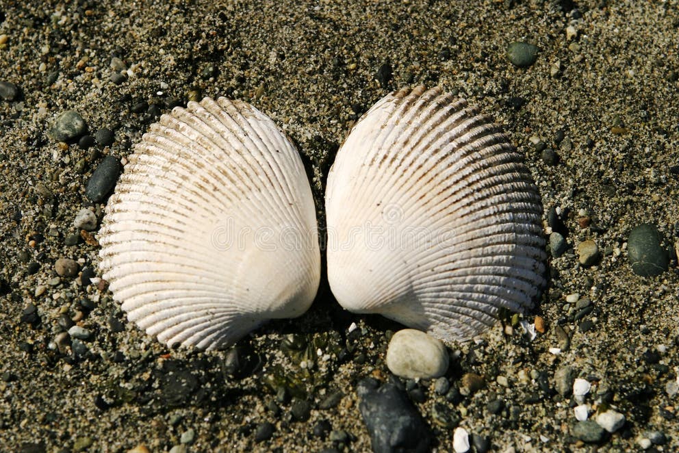 Two Shells stock image. Image of bivalve, pair, shells - 17170313