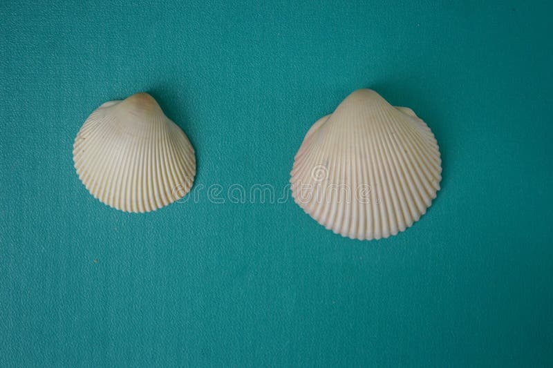 Two Shells on a Teal Background, Creating a Simple Summer Coastal ...