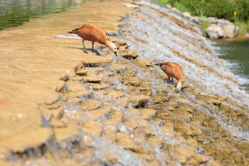 Two Cleaning Ducks on River Waterfall Stock Photo - Image of mallard ...