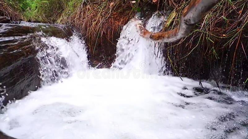 Two Clear River Flows that Merge into a Pool Stock Footage - Video of ...