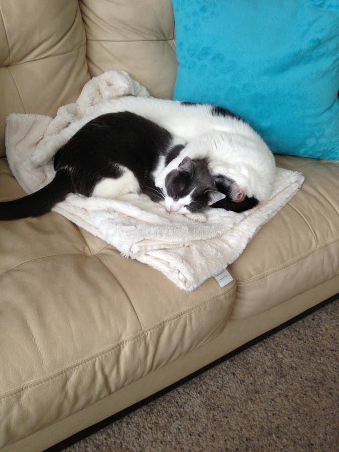 Two close cats stock image. Image of grey, close, cats - 74118359