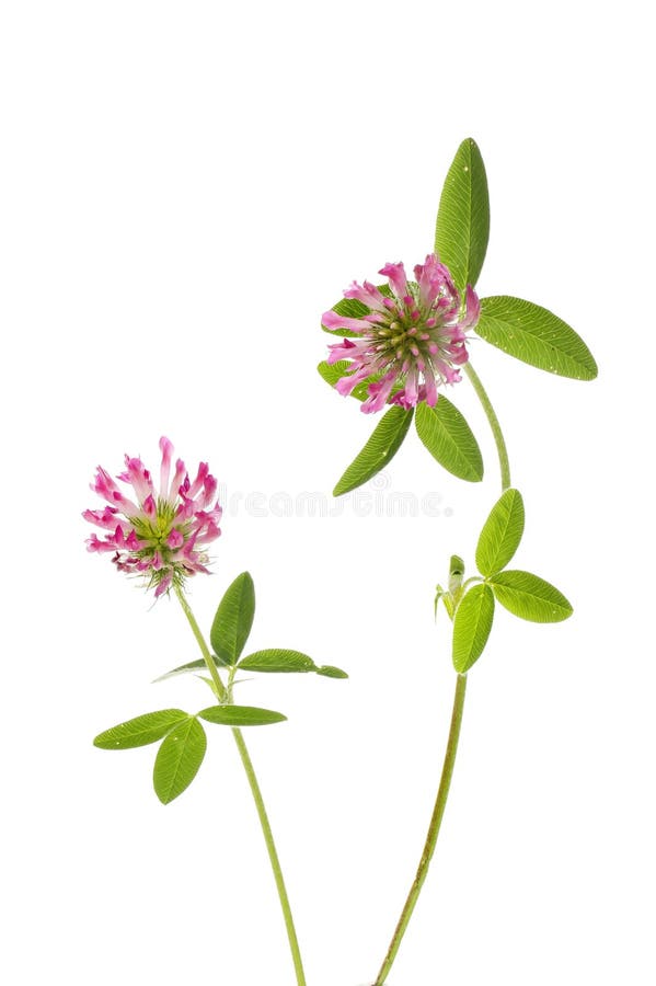 Two clover plants stock photo. Image of blossom, stem - 155155002