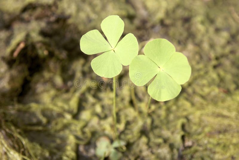 Clover stock image. Image of closeup, petals, shot, ideas - 14457719