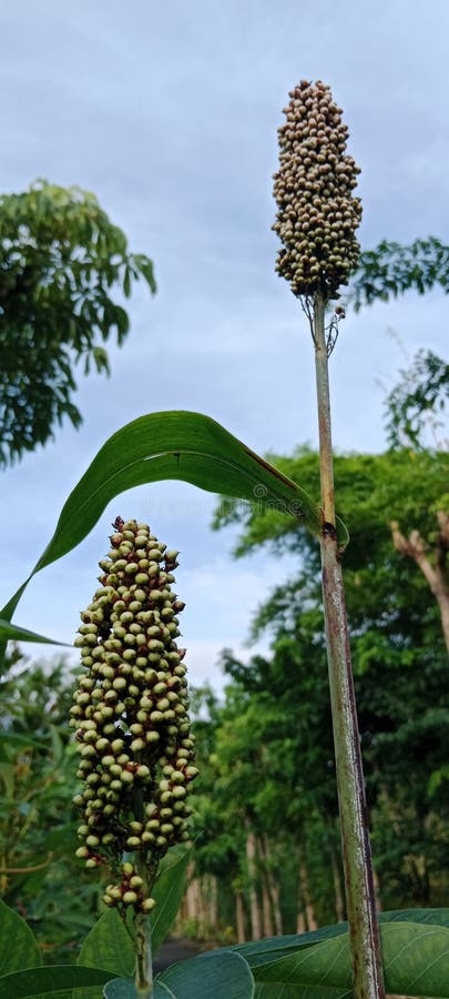 Two Clusters of Sorghum Grains Stand Tall Against a Backdrop of Green ...
