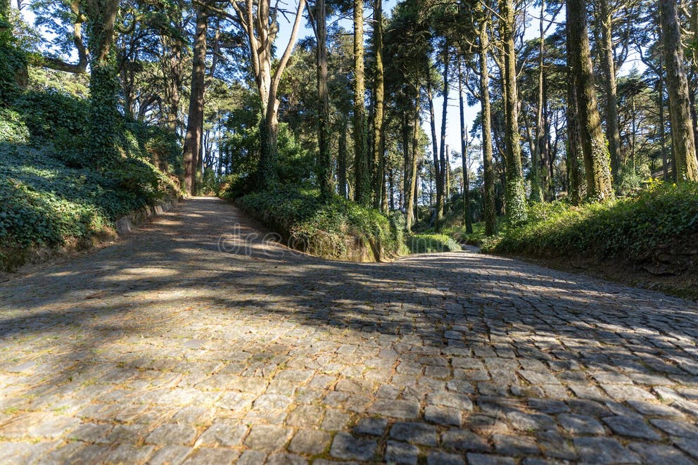 Two Cobblestone Roads Branching in the Forest Stock Image - Image of ...