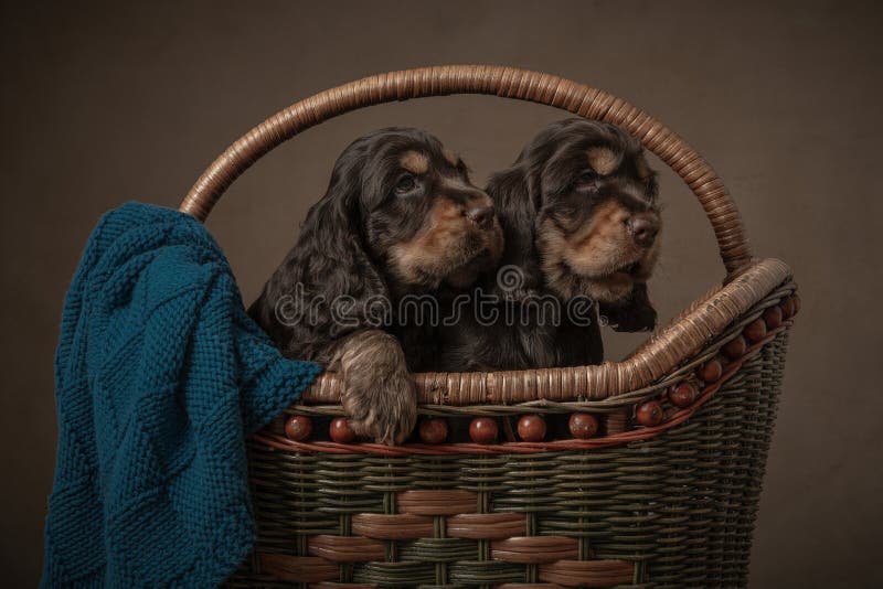 Two Cocker Spaniel Puppy Dogs in an Old Basket Stock Photo - Image of ...