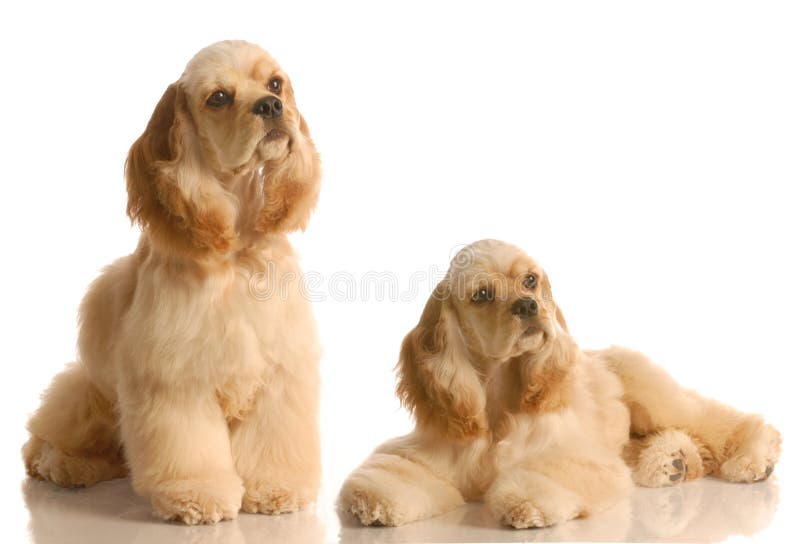 American cocker spaniel stock photo. Image of spaniel - 7044004