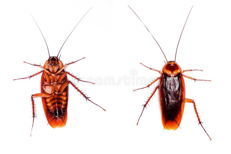 205 Two Cockroach Stock Photos - Free & Royalty-Free Stock Photos from ...