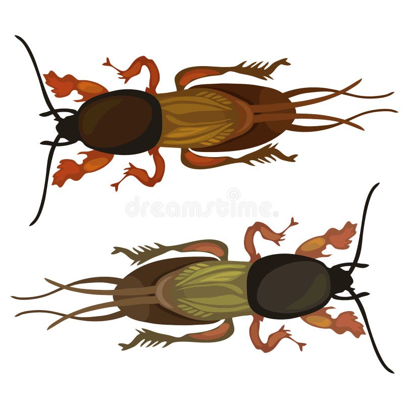 Cockroach. Pets Insect Control Service Banner. Bug Spray and ...