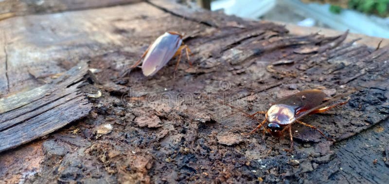 Two cockroaches on decay stock photo. Image of fashion - 138980536
