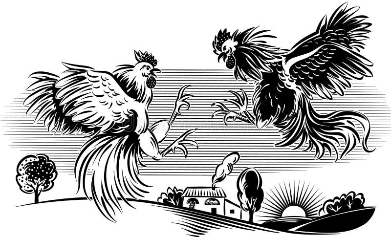 Rooster Fight Stock Illustrations – 1,323 Rooster Fight Stock Illustrations, Vectors & Clipart ...