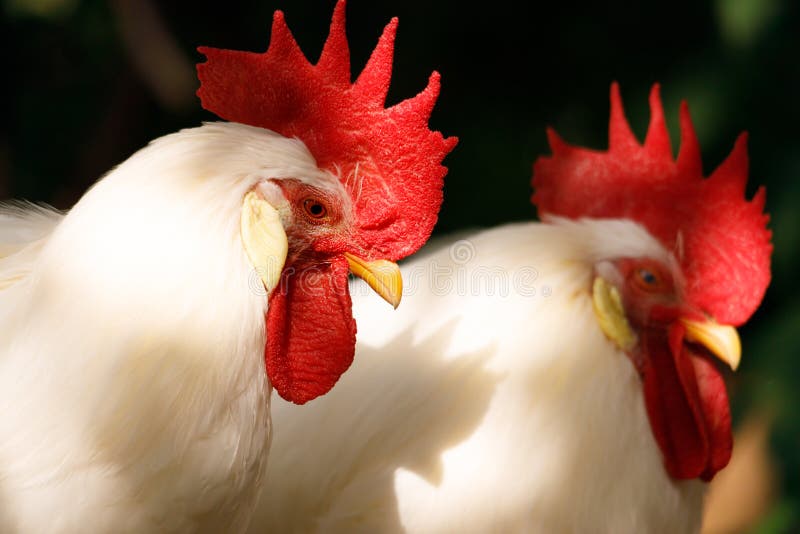 Two with Red Combs Close-up Stock Image - Image of aviary, bird: 230592271