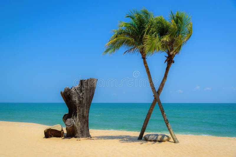 A Coconut in Cross-section. Stock Photo - Image of diet, ingredient ...