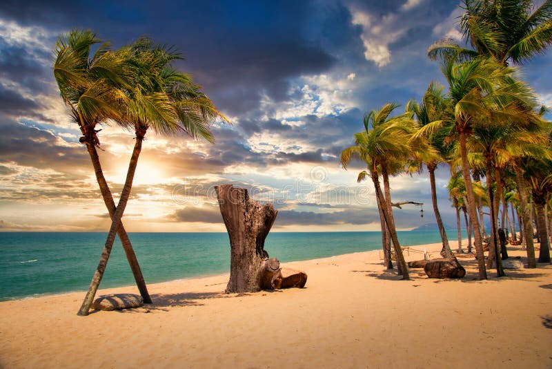 Two Coconut Palm Tree Cross on the Tropical Beach at Sunset Stock Image ...