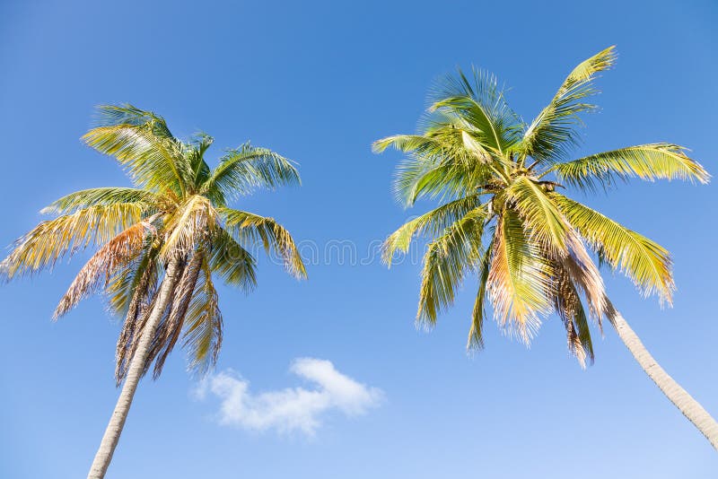 Two coconut palm trees stock photo. Image of plant, flora - 100378720