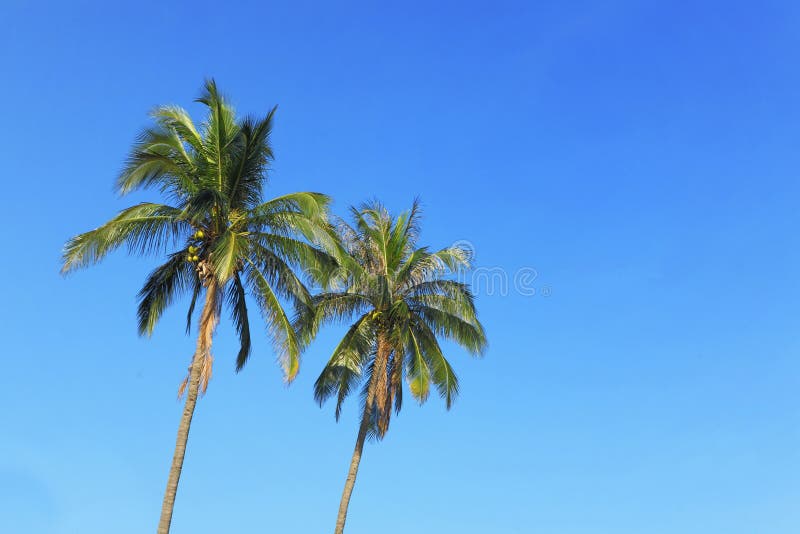 Two Coconut Tree and Blue Sky Stock Photo - Image of snow, outdoor ...