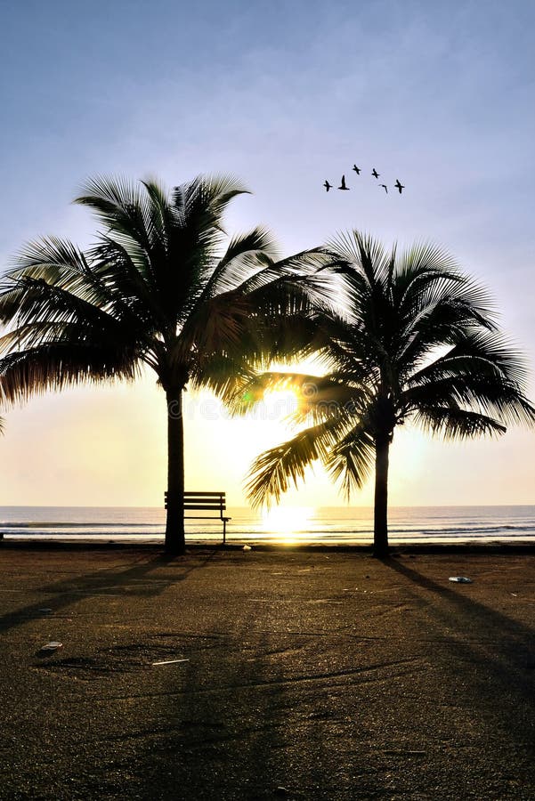 Two coconut tree stock image. Image of sunset, traditional - 31644335