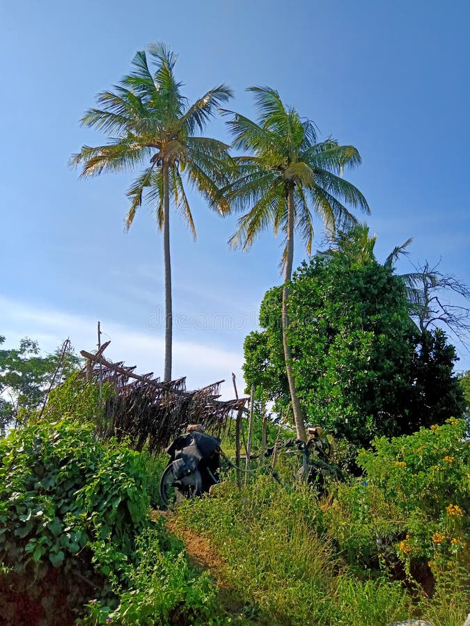 Two Coconut Tree and Well Gardens Stock Photo - Image of gardens ...