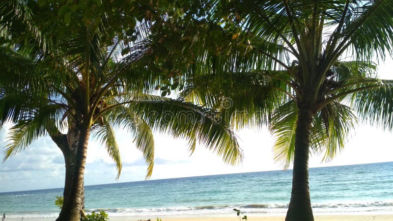 Two Coconut Trees on the Beach Stock Image - Image of coolness, resort ...