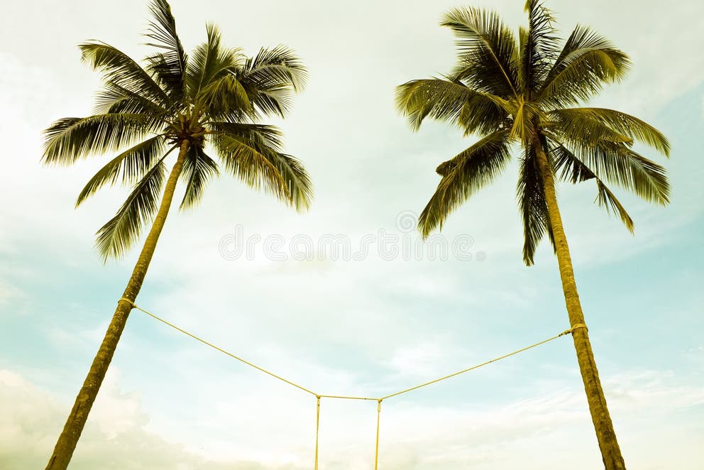Two coconut trees bind stock image. Image of coconut - 25520367
