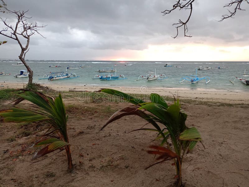 These Two Coconut Trees Buffeted by the Sea Breeze Create a Unique View ...