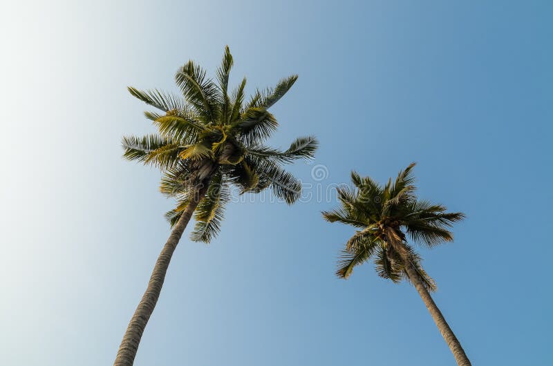 Two coconut trees stock photo. Image of leaves, relax - 61047134