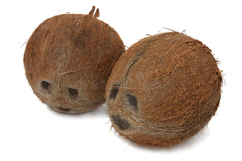 Two coconuts stock image. Image of tropical, fibred, brown - 16898409 Two coconuts stock image. Image of tropical, fibred, brown - 16898409