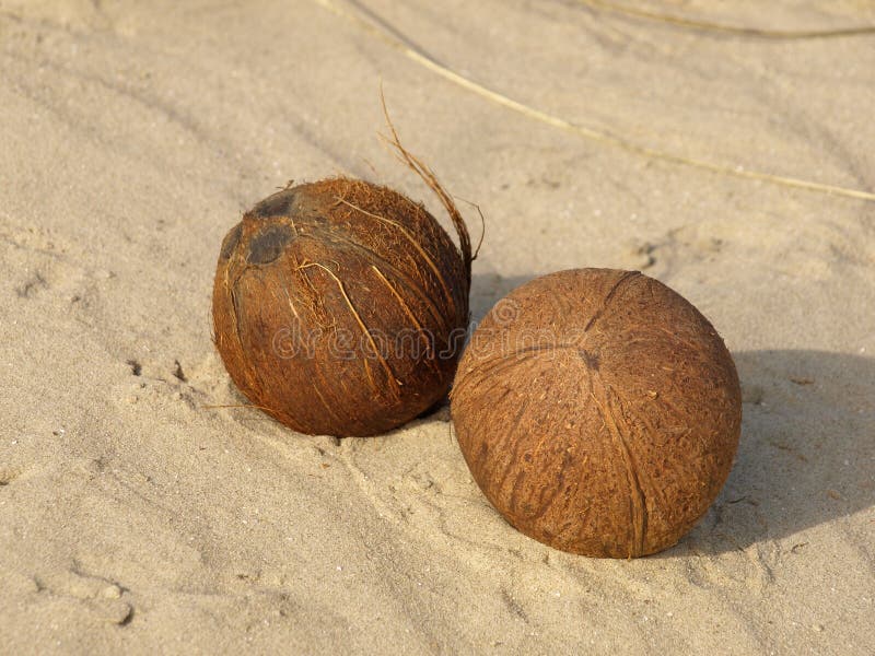Two coconuts. stock image. Image of organic, beach, palm - 16976055