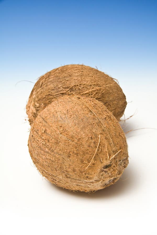 Two coconuts stock image. Image of nucifera, fibrous, outer - 8444337