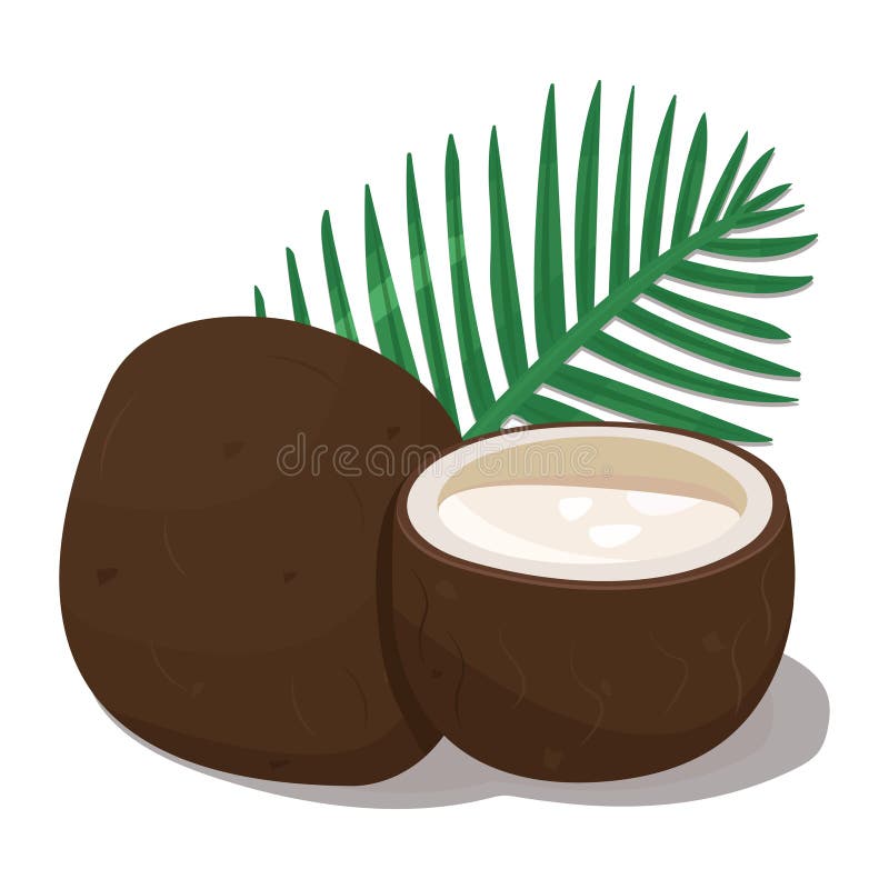 Two Coconuts with a Big Palm Leaf Stock Vector - Illustration of white ...