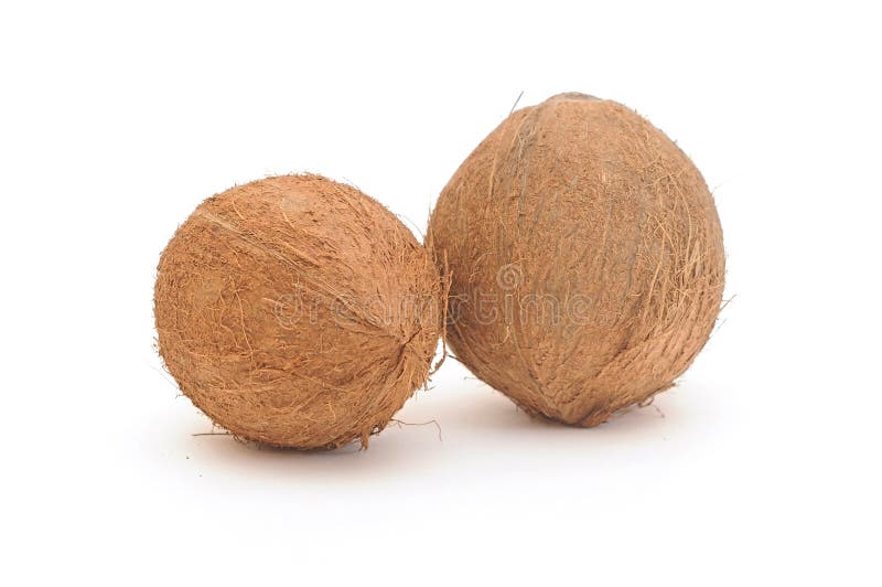 Two coconuts stock image. Image of evergreen, green, brown - 30269179