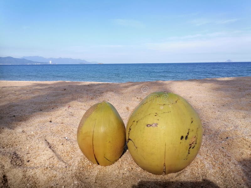 Two Coconuts are Lying on the Seashore Stock Photo - Image of green ...