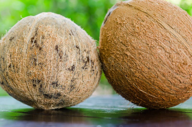 Two coconuts stock photo. Image of adventure, nature - 52270798