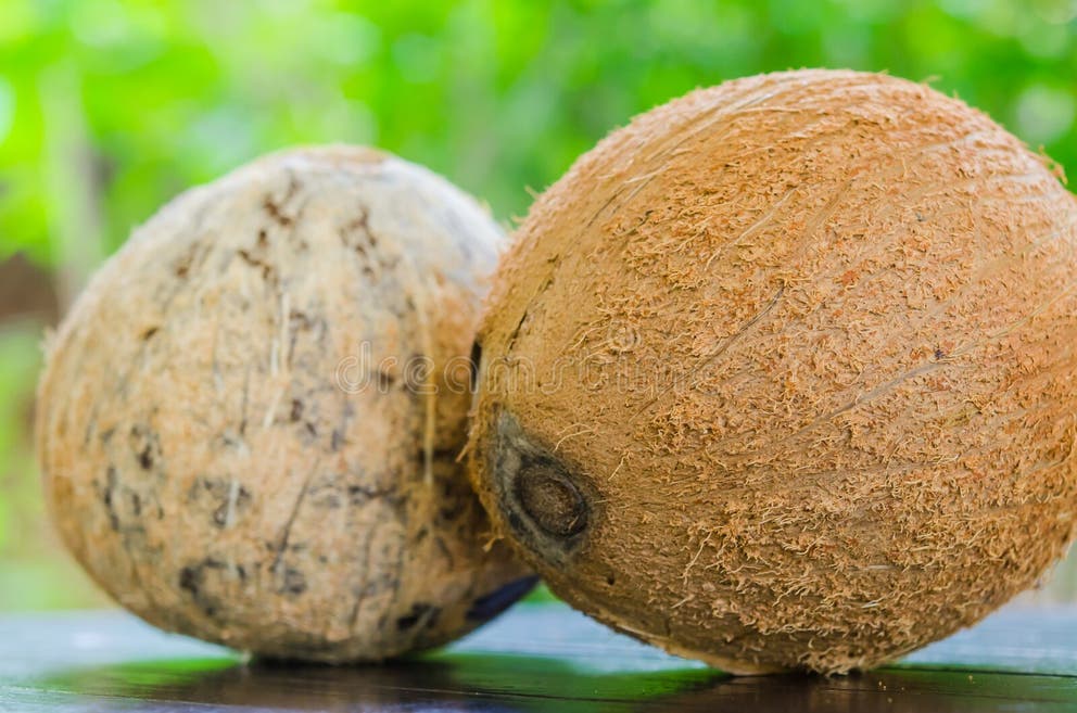 Two coconuts stock photo. Image of accessibility, circle - 52270890