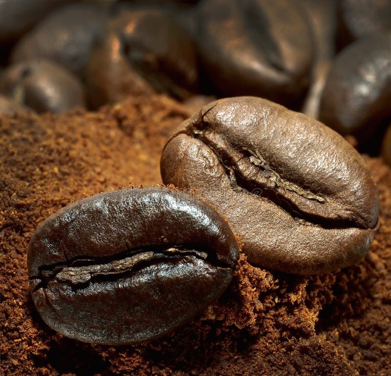 Two coffee beans stock image. Image of grained, aroma - 24808937
