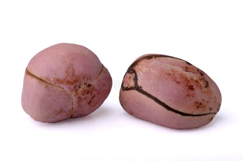 Kola Nut (Cola). stock image. Image of west, natural - 21232463