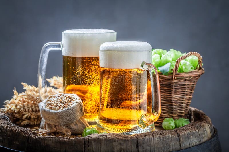 Two Cold Light Beers with Foam, Hops and Wheat Stock Image - Image of ...