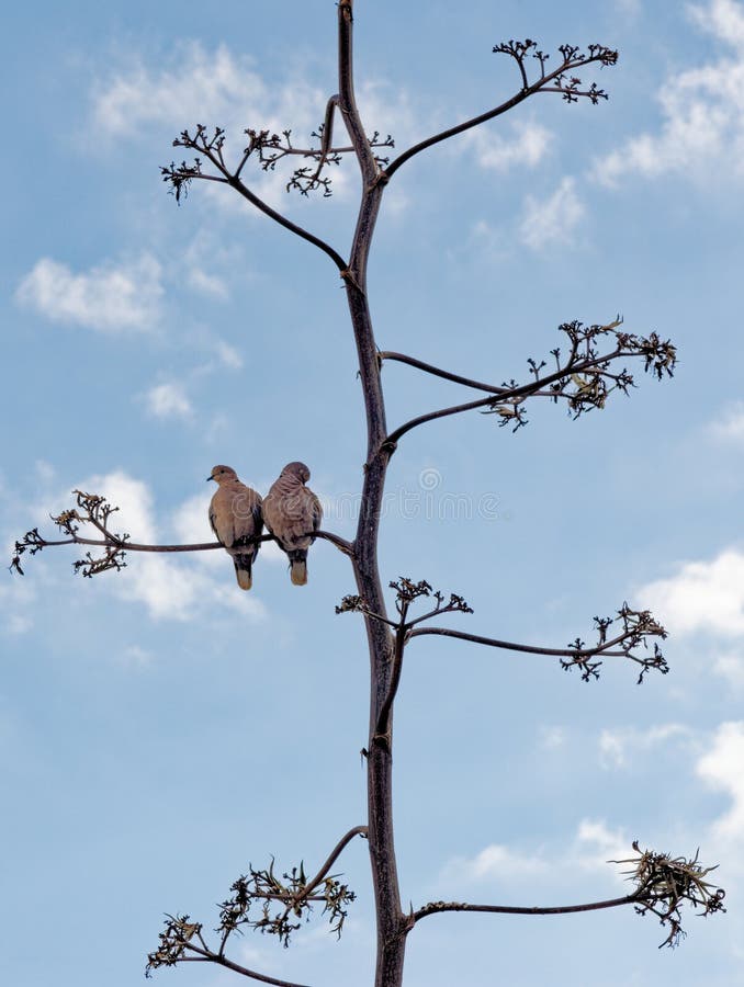 Two Collared Dove Sitting on a Tree Branch Stock Image - Image of bird ...