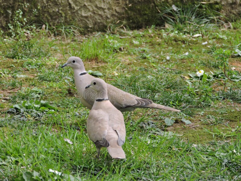 Two Collared Doves on a Green Lawn. Couple Birds Love. Stock Photo ...